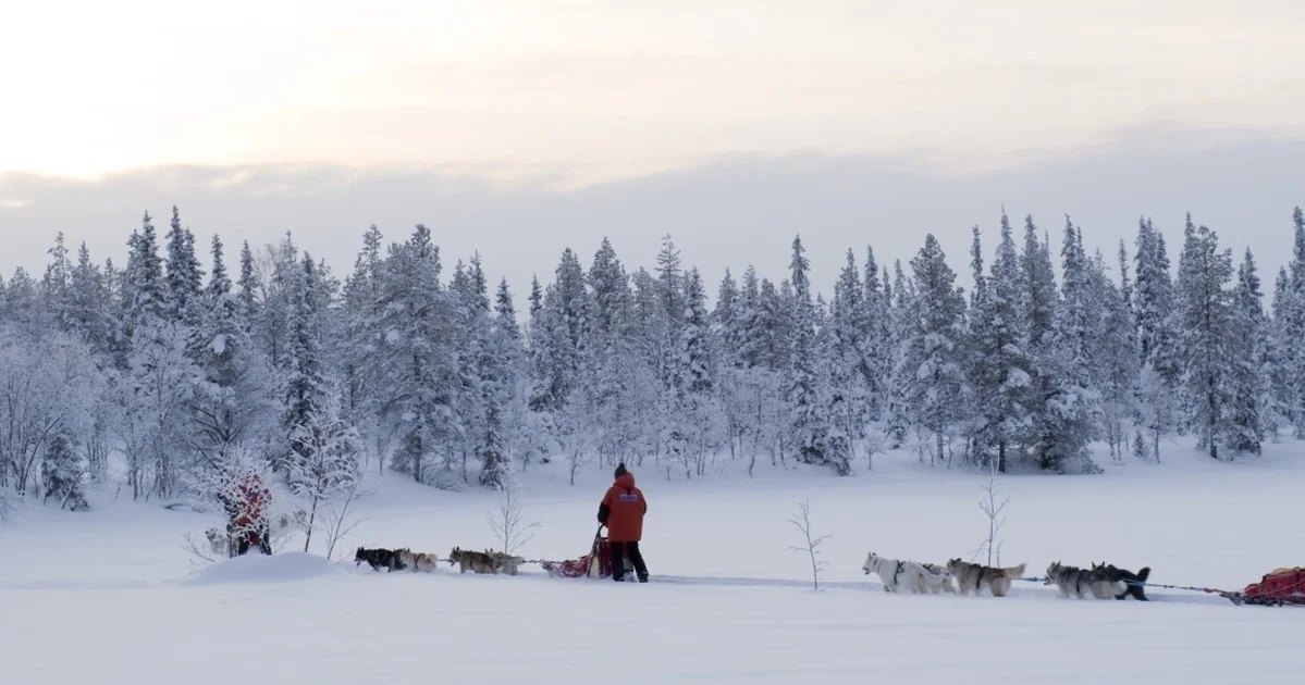 Everything you need to know about huskies | Transun